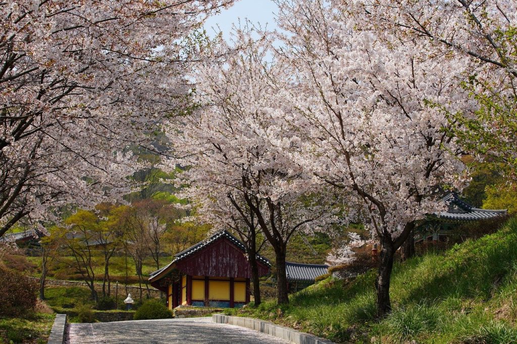 Spring in Korean - The Language Garage